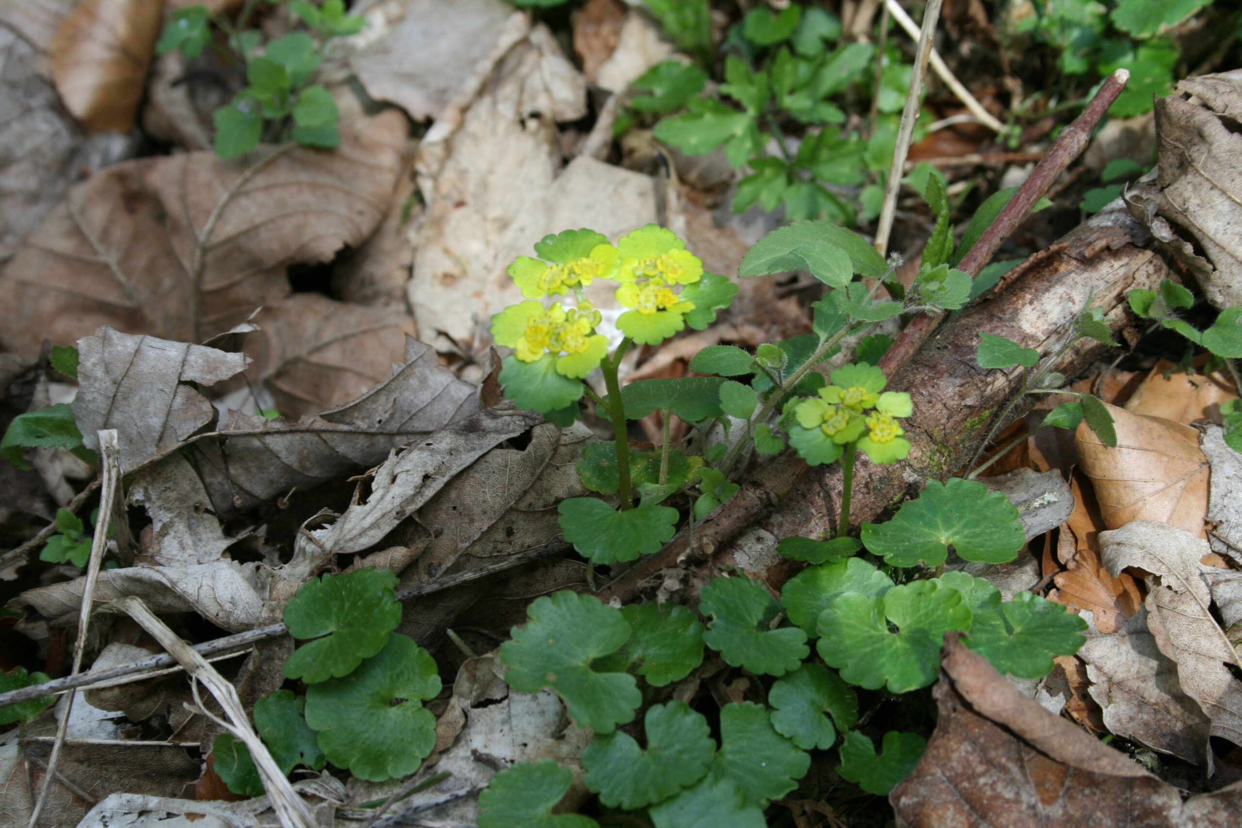 Chrysosplenium - Die Flora der Eifel