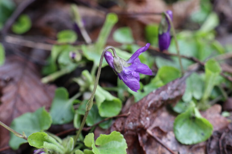 Veilchen, Duftveilchen (Viola odorata) - Die Flora der Eifel